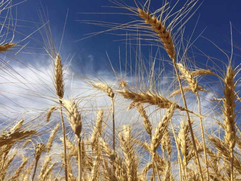 Wheat Grading | Plains Grains Inc.